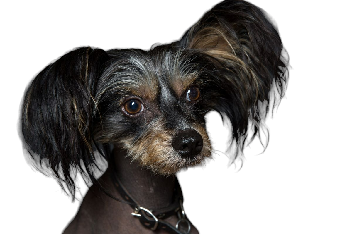 Čínský chocholatý pes